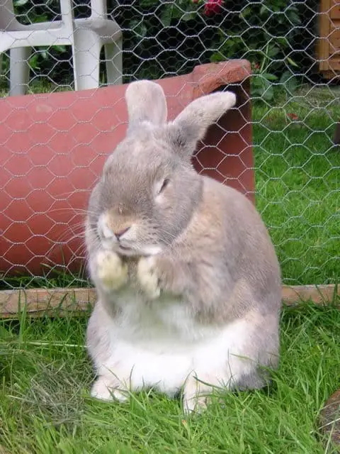 Perlfee Rabbit | Rare Rabbit Breed | Perlfee For Sale