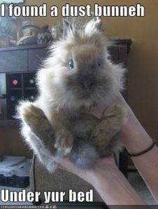 The Funniest Rabbit Memes