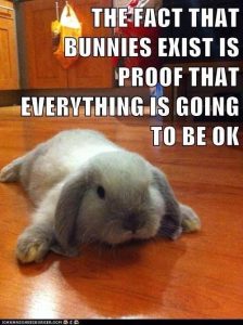 The Funniest Rabbit Memes