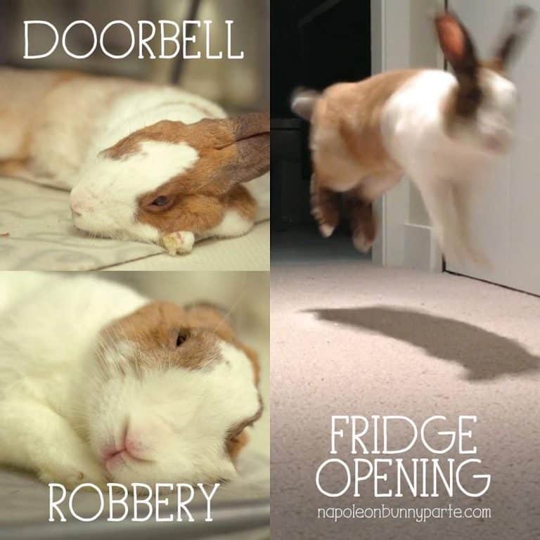 The Funniest Rabbit Memes