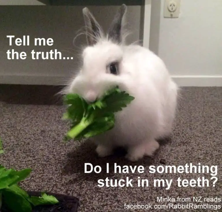 The Funniest Rabbit Memes