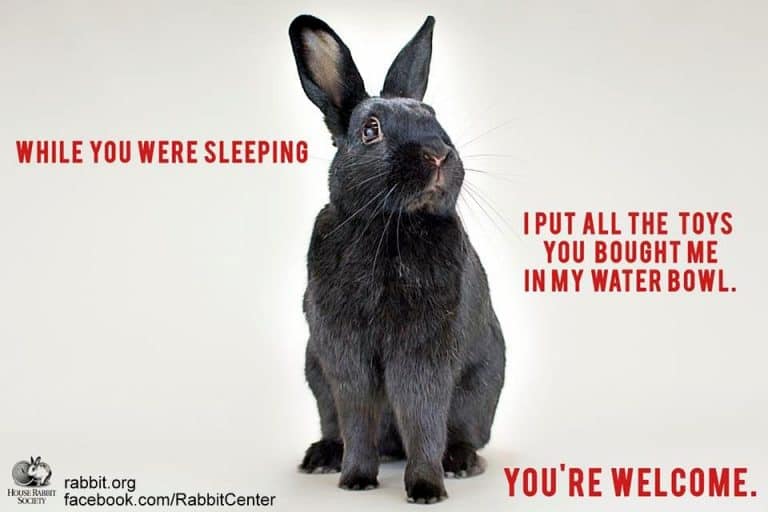 The Funniest Rabbit Memes