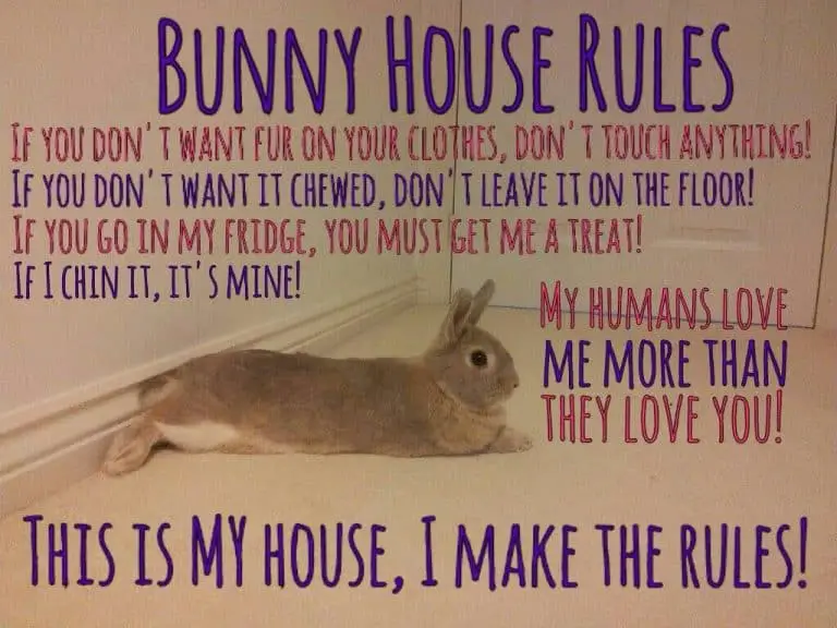 The Funniest Rabbit Memes