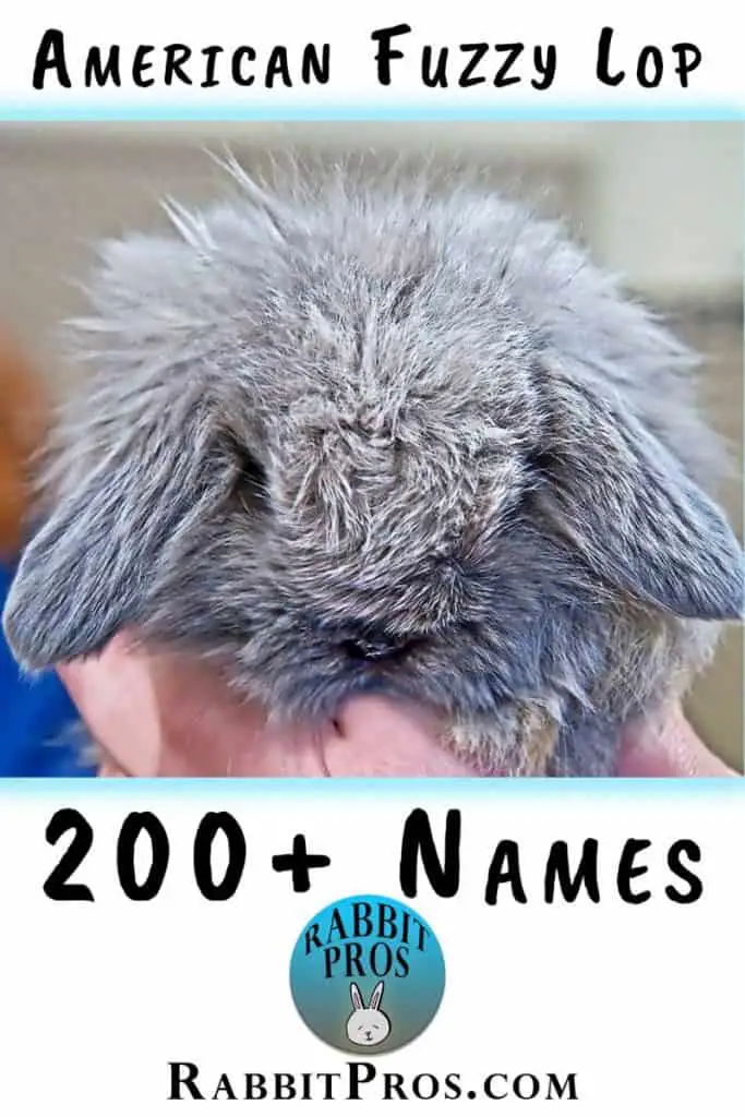 American Fuzzy Lop Rabbit Name Ideas List + 10 You Never Thought Of