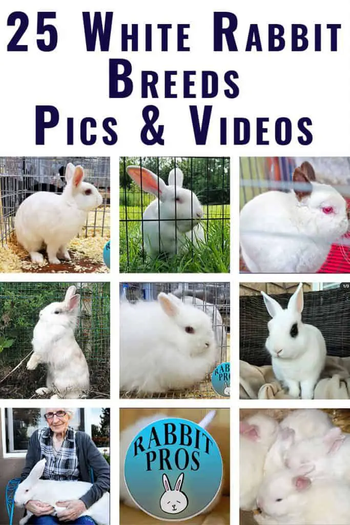 25 White Rabbit Breeds With Pictures & Videos