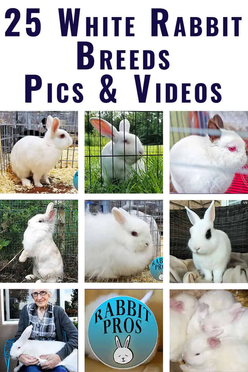 25 White Rabbit Breeds With Pictures & Videos