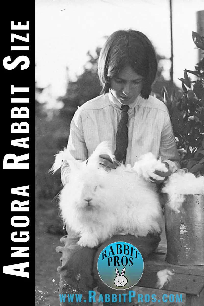 How Big Do Angora Rabbits Get? Angora Rabbit Size Chart