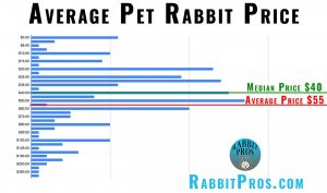 How Much Does A Pet Bunny Rabbit Cost? Cost By Rabbit Breed - Survey Data