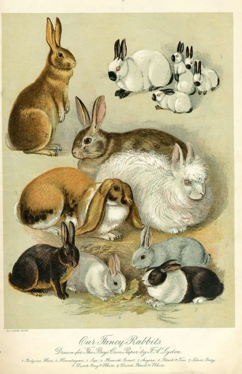 Can Different Breeds Of Rabbits Mate? Crossbreeding Info
