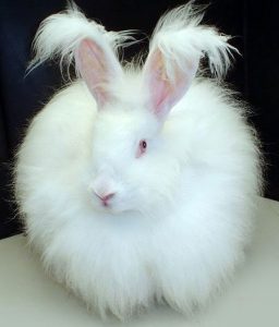 25 White Rabbit Breeds With Pictures & Videos