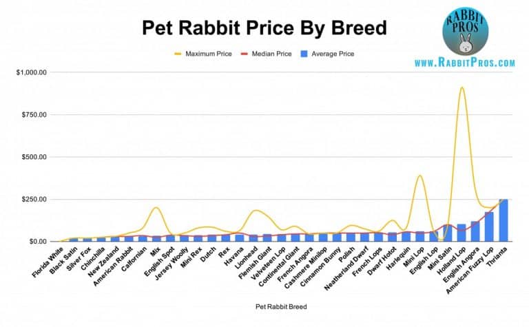 How Much Does A Pet Bunny Rabbit Cost? Cost By Rabbit Breed - Survey Data