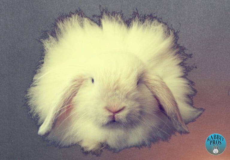25 White Rabbit Breeds With Pictures & Videos
