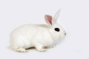 25 White Rabbit Breeds With Pictures & Videos