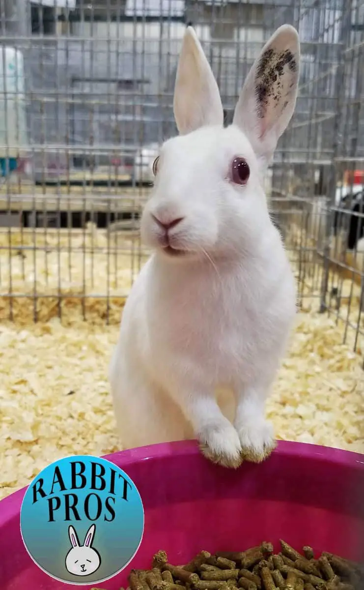 25 White Rabbit Breeds With Pictures & Videos