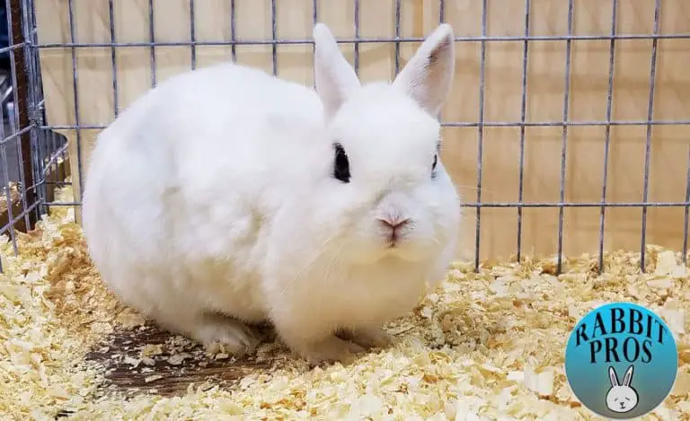 25 White Rabbit Breeds With Pictures & Videos