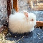25 White Rabbit Breeds With Pictures & Videos