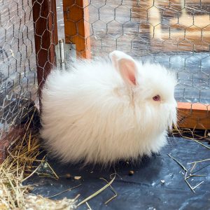 25 White Rabbit Breeds With Pictures & Videos