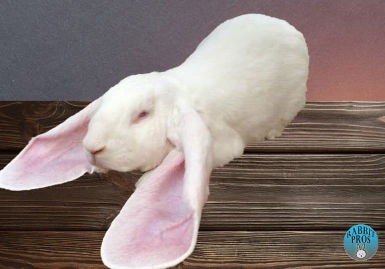 25 White Rabbit Breeds With Pictures & Videos