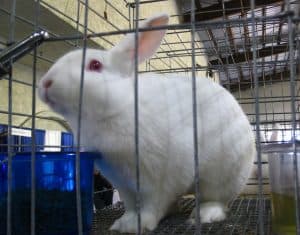 25 White Rabbit Breeds With Pictures & Videos