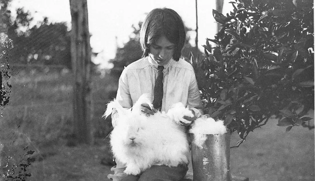 25 White Rabbit Breeds With Pictures & Videos