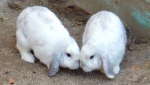 25 White Rabbit Breeds With Pictures & Videos