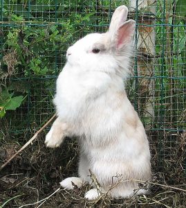 25 White Rabbit Breeds With Pictures & Videos