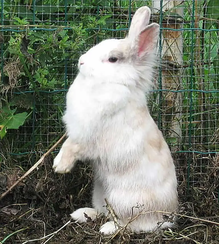 25 White Rabbit Breeds With Pictures & Videos