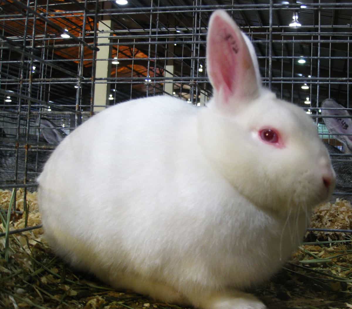 25 White Rabbit Breeds With Pictures & Videos