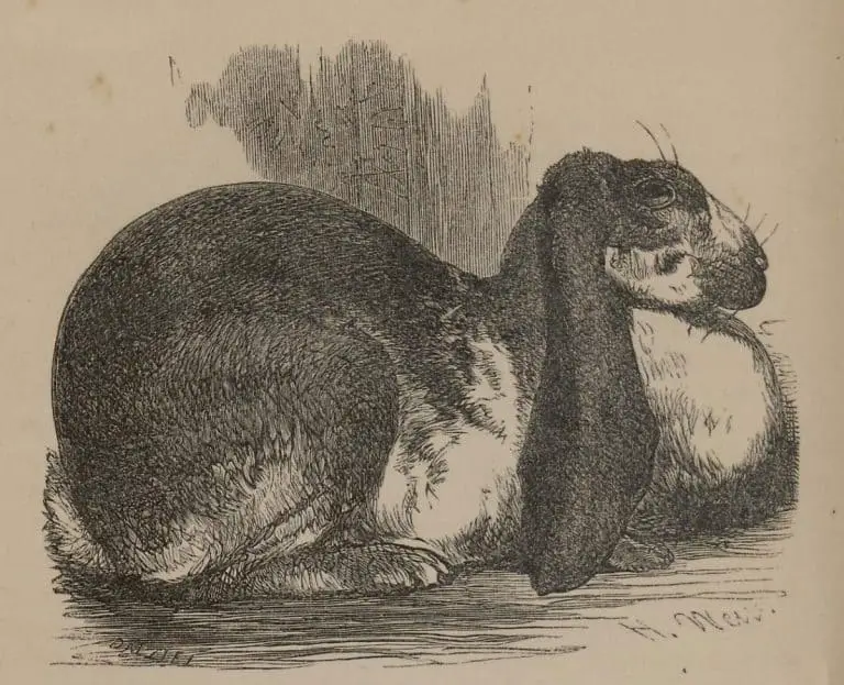 25 White Rabbit Breeds With Pictures & Videos