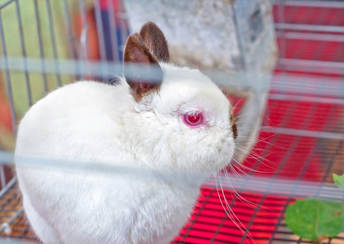 25 White Rabbit Breeds With Pictures & Videos