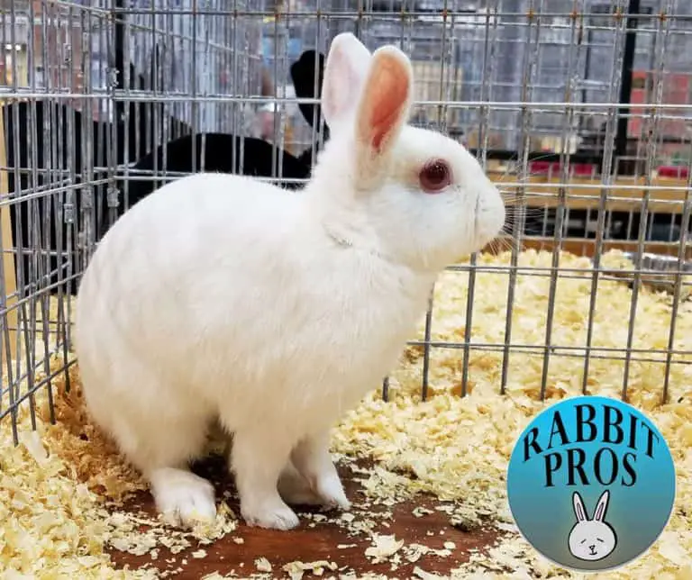 25 White Rabbit Breeds With Pictures & Videos
