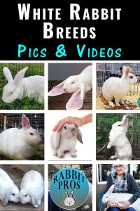 25 White Rabbit Breeds With Pictures & Videos