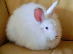 25 White Rabbit Breeds With Pictures & Videos
