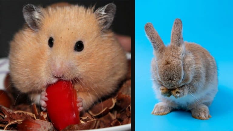 Rabbits And Hamsters - The Complete Guide To Compatibility