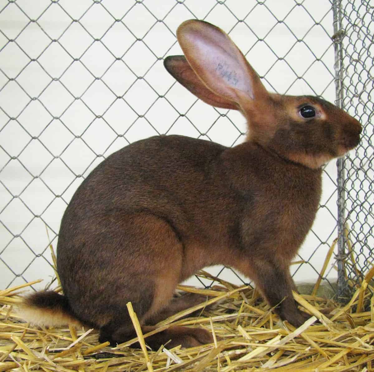 10 Rarest Rabbit Breeds - With pictures and videos.