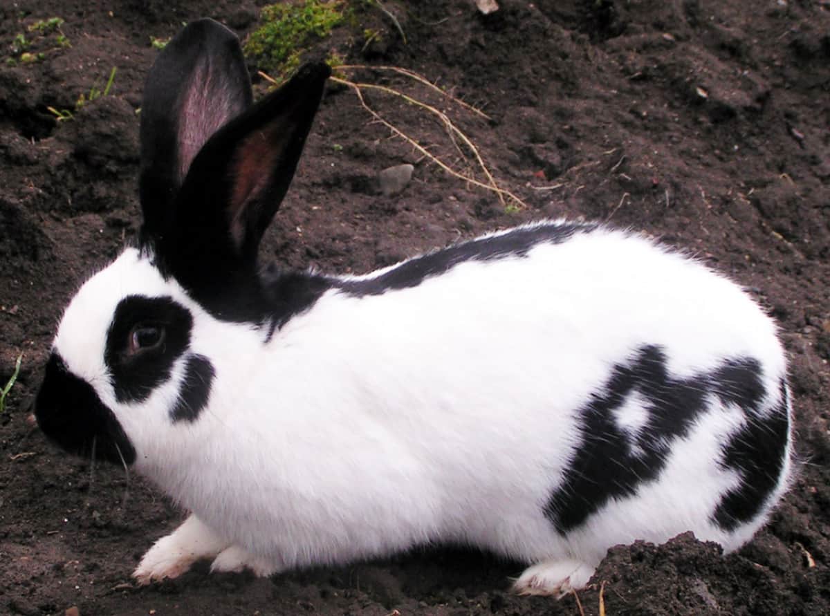 10 Rarest Rabbit Breeds - With pictures and videos.