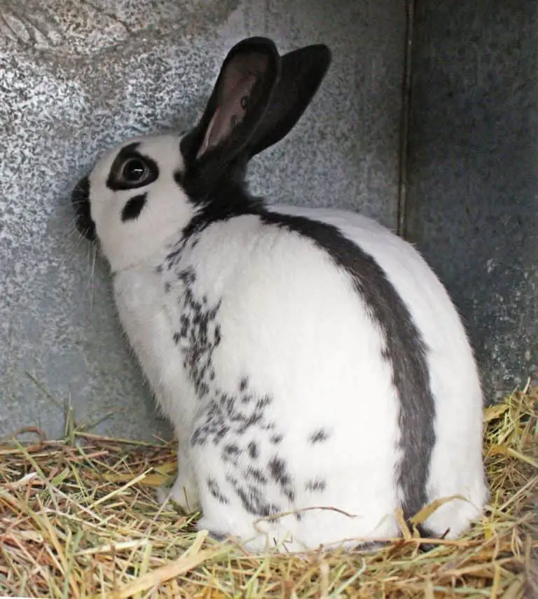 12 Affectionate, Cuddly, And Friendliest Rabbit Breeds.