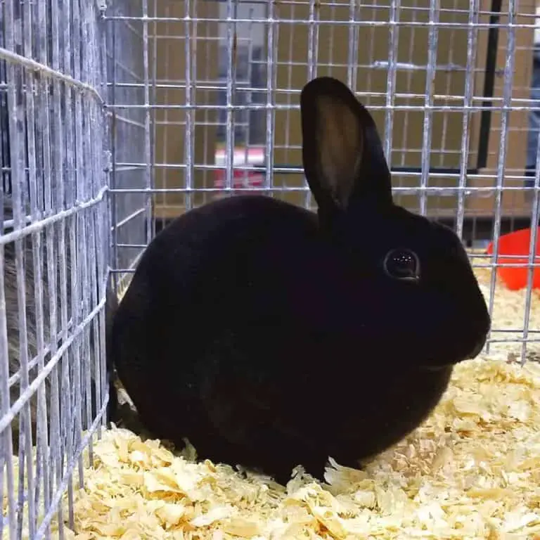 Names For Black Rabbits - 436 Black Bunny Names.