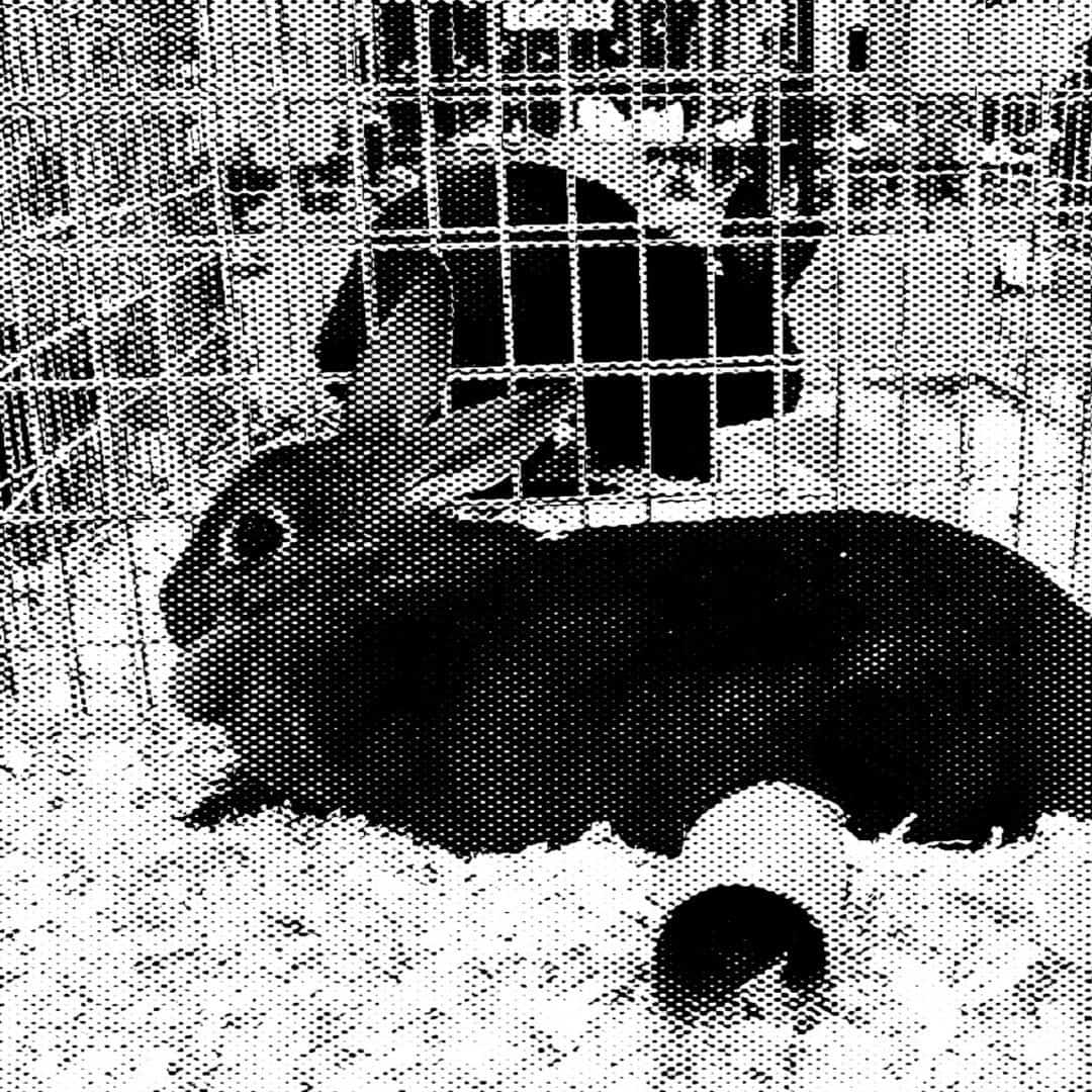 11 Tips For Putting Your Rabbit Up For Adoption - Giving up your bunny.