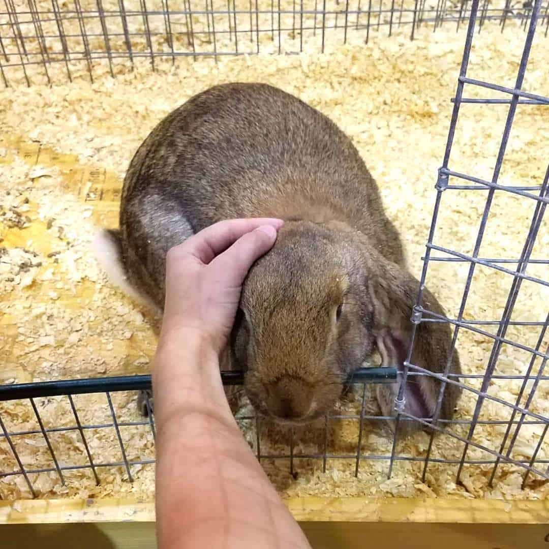 Rabbit Adoption Guide - Step-by-step guide, tips, and truths.