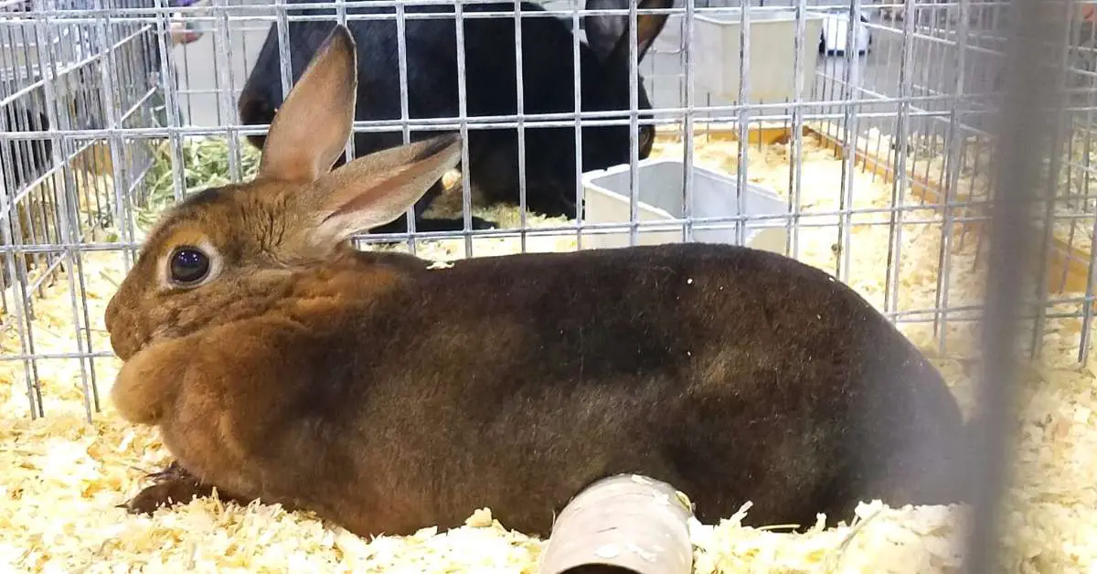 Rabbit Adoption Guide - Step-by-step guide, tips, and truths.