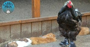Rabbits And Chickens Living Together - The Pros and Cons, and FAQ.