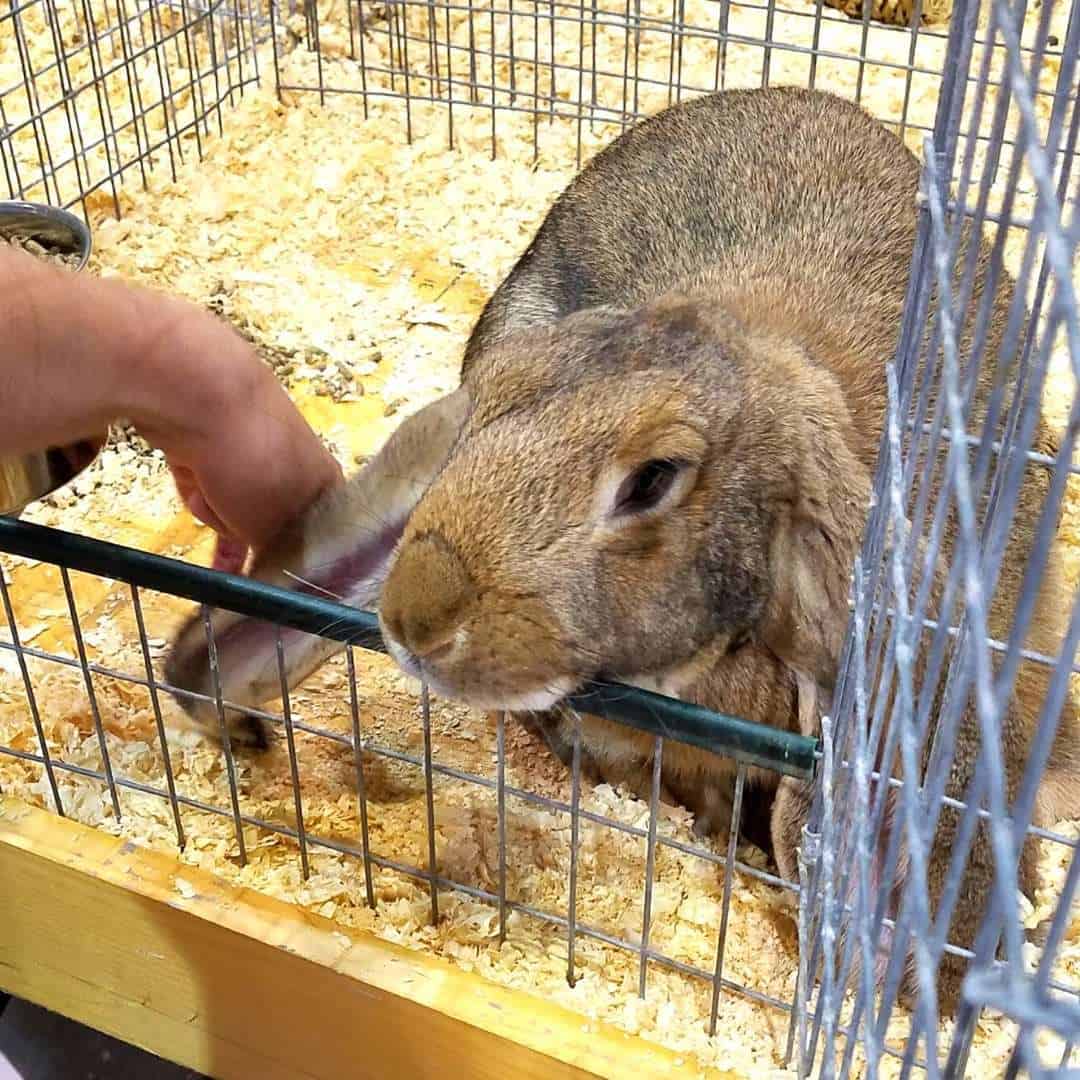 Rabbit Adoption Guide - Step-by-step guide, tips, and truths.