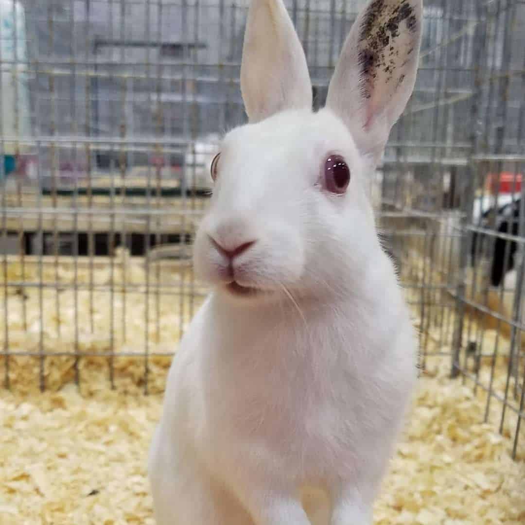 Rabbit Adoption Guide - Step-by-step guide, tips, and truths.