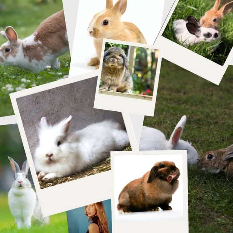 25 Common Rabbit Behaviors - Bunny body language guide.