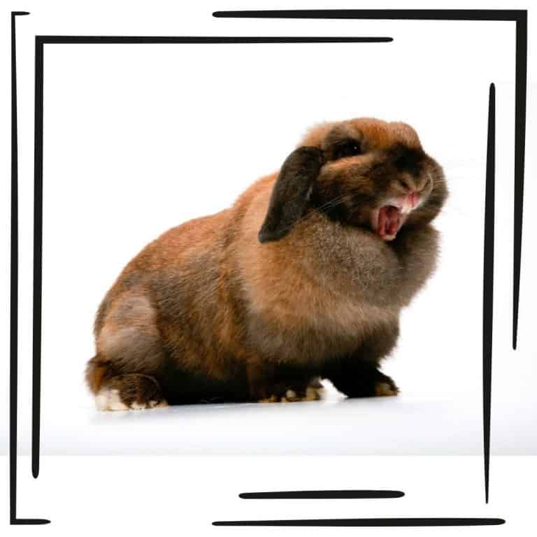 25 Common Rabbit Behaviors - Bunny body language guide.