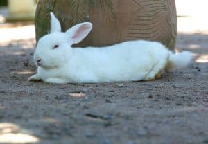 Bunny Tails - 14 Questions Answered About A Rabbit's Tail