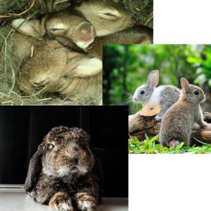 7 Stages In A Rabbits Life Cycle - Rabbit changes with age.