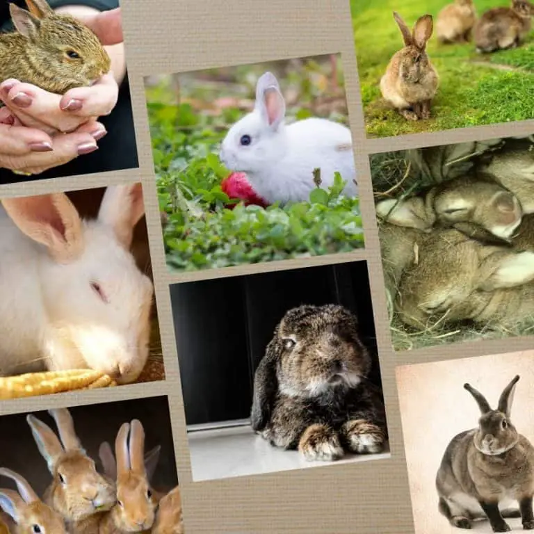 7 Stages In A Rabbits Life Cycle - Rabbit changes with age.