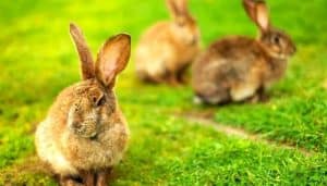 What Do You Call A Group Of Rabbits?